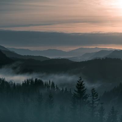 Green Pine Trees on Mountain - KDE Store