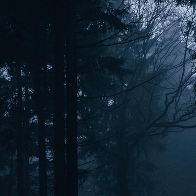 Green Trees on Forest During Night Time Full HD - KDE Store