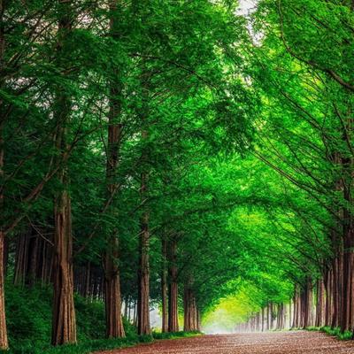 Green Trees on Brown Dirt Road - KDE Store