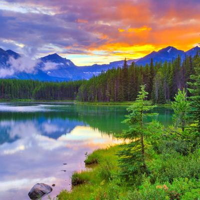 Green Pine Trees Near Lake - KDE Store