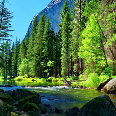 Mountain River Rock Pine Forest - KDE Store