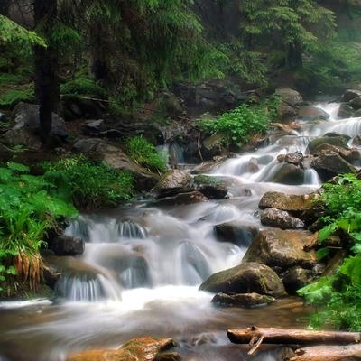 Forest Green Grass Vegetation Hd Wallpapers - KDE Store