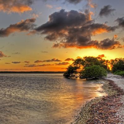 Green Trees Near Body of Water During Sunset Full HD - KDE Store
