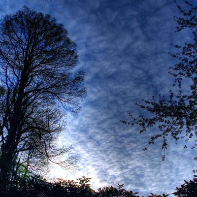 Sky Trees Clouds Outlines Evening Leaves Ultra - KDE Store