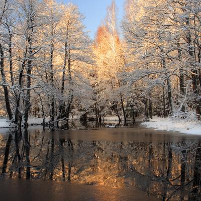 Winter Trees Covered With Snow Frozen Lake - KDE Store