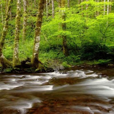 Trees Mountain River - KDE Store