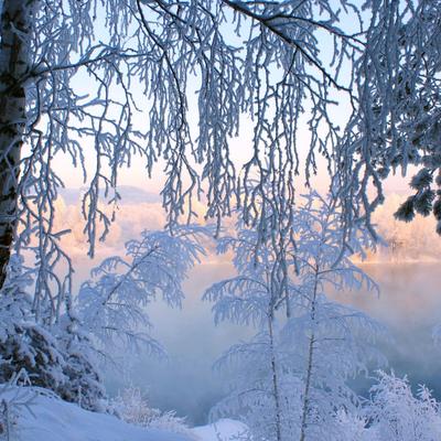 Winter Trees Covered With Snow - KDE Store