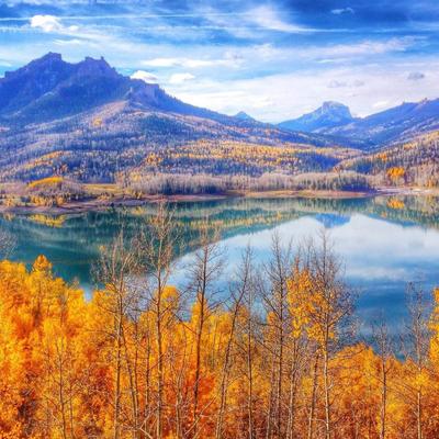 Autumn Forest Trees With Yellow Leaves - KDE Store