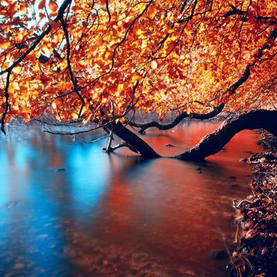 Hd Wallpaper With Branches In Autumn - KDE Store