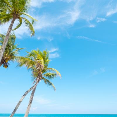 Palm Tree Near Body of Water During Daytime - KDE Store