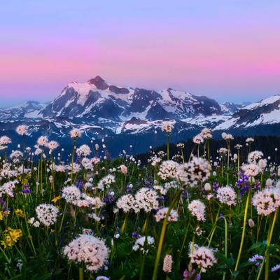 Snow Mountains Alpine Meadows With Wild Flowers - KDE Store