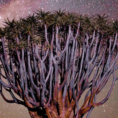Purple Nature Fish River Canyon Landscape Quiver Tree - KDE Store