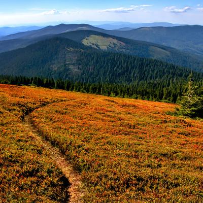 Wilderness Mountain Plant Plant Community Natural - KDE Store