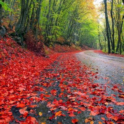 Fall Forest Road Red Fallen Leaves Damp Earth Forest - KDE Store
