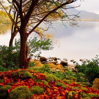 Landscape Background Trees Lake Wallpapers Autumn - KDE Store