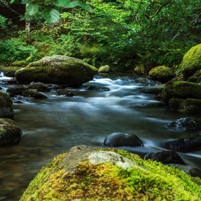 A Little Stream In The Woods Near Allerdale United Kingdom - KDE Store