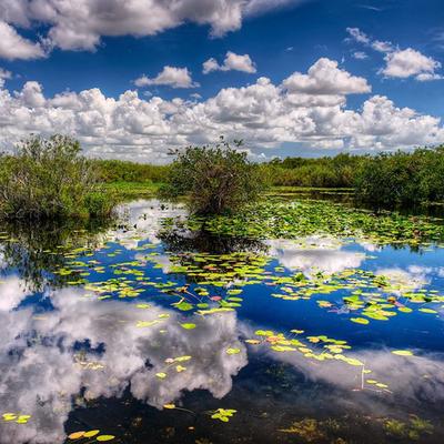 Swamp Green Bushes Sky With White Clouds Magical Reflection - KDE Store