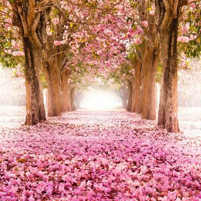 Spring In Japan Cherry Blossom 4k Ultra Hd Wallpapers - KDE Store