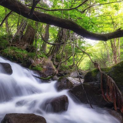 Spring Mountain Stream Rocks Water Forest Trees Roots Green - KDE Store