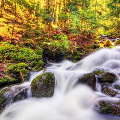 Nature Landscape Canada Autumn Forest Stream Moss Stones - KDE Store