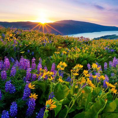 Sunrise Morning First Sun Rays Flowers Meadow With Mountain - KDE Store