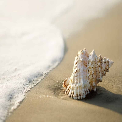 Seashells - KDE Store
