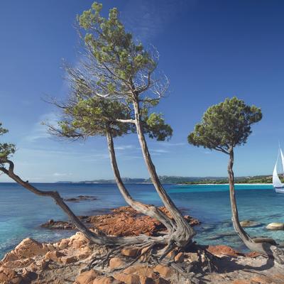 beach palm trees - KDE Store