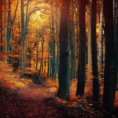 Autumn nature sunrays HD Wallpaper - KDE Store