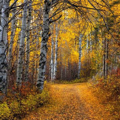 Autumn jungle nature - KDE Store