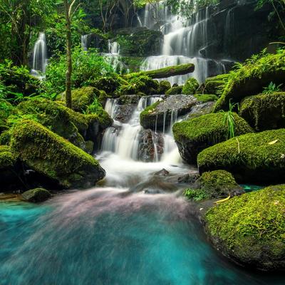 trees and moss on the stones - KDE Store