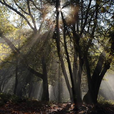 beautiful and the sun's rays - KDE Store