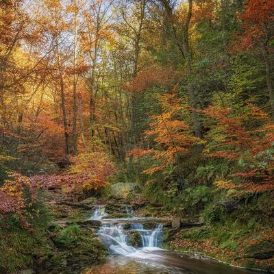 Autumn nature sunrays HD Wallpaper - KDE Store