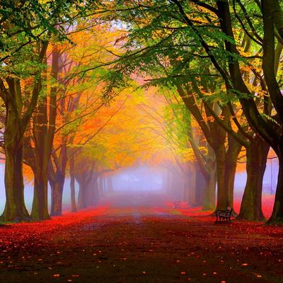 autumn fall trees fog folliage - KDE Store