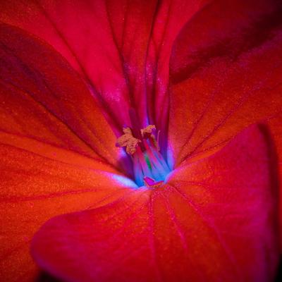 rede flower macro - KDE Store