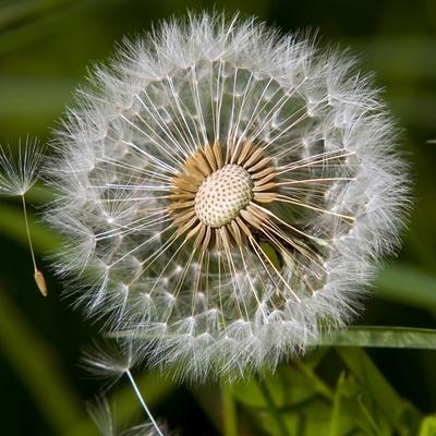 dandelion flower - KDE Store