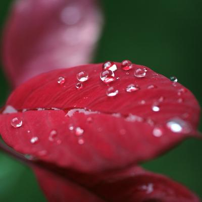 red leaf with drops - KDE Store