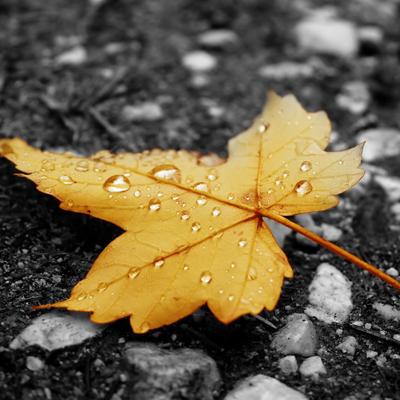 raindrops on fall - KDE Store