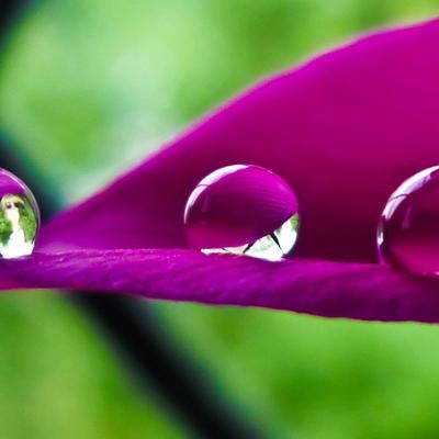 leaves petals drop - KDE Store