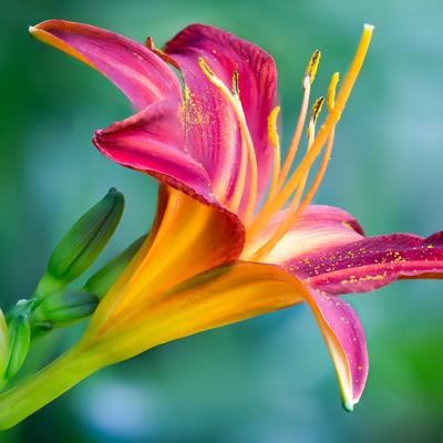 beautiful purpal lily - KDE Store