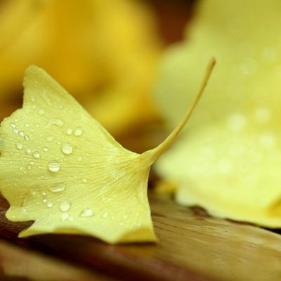 leaf drops - KDE Store