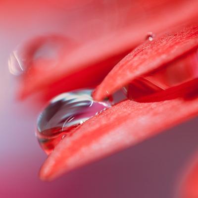 red leaf drops - KDE Store