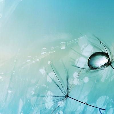 dandelion drop - KDE Store