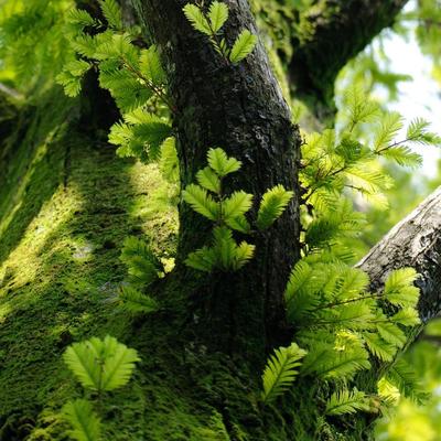 big green tree - KDE Store