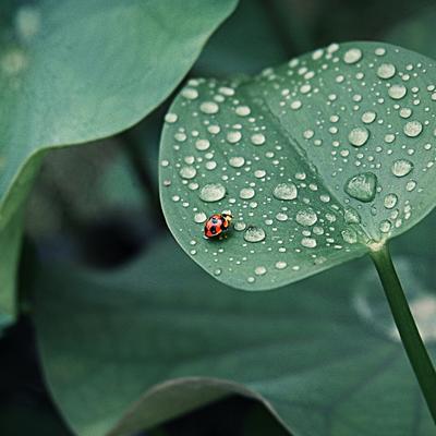 ladybug leaf drop - KDE Store