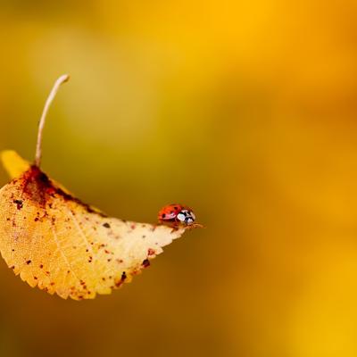ladybug leaf - KDE Store