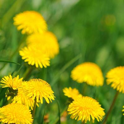 yellow dandelions - KDE Store
