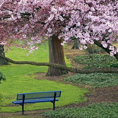 Beautiful Japanese cherry - KDE Store