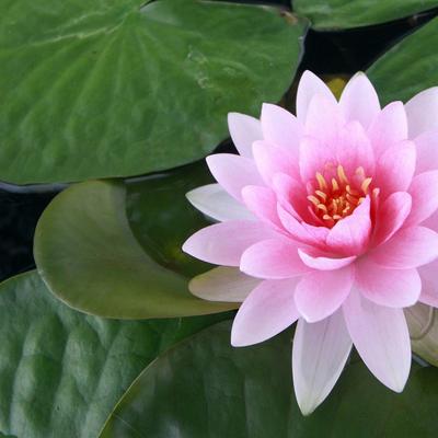 pink water lily - KDE Store
