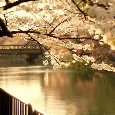 cherry tree - KDE Store