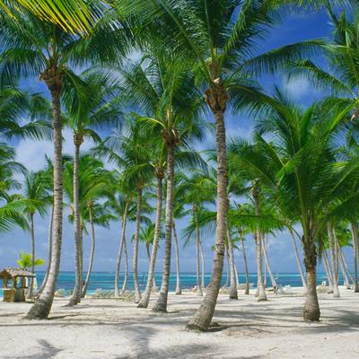 Palm trees on the beach - KDE Store